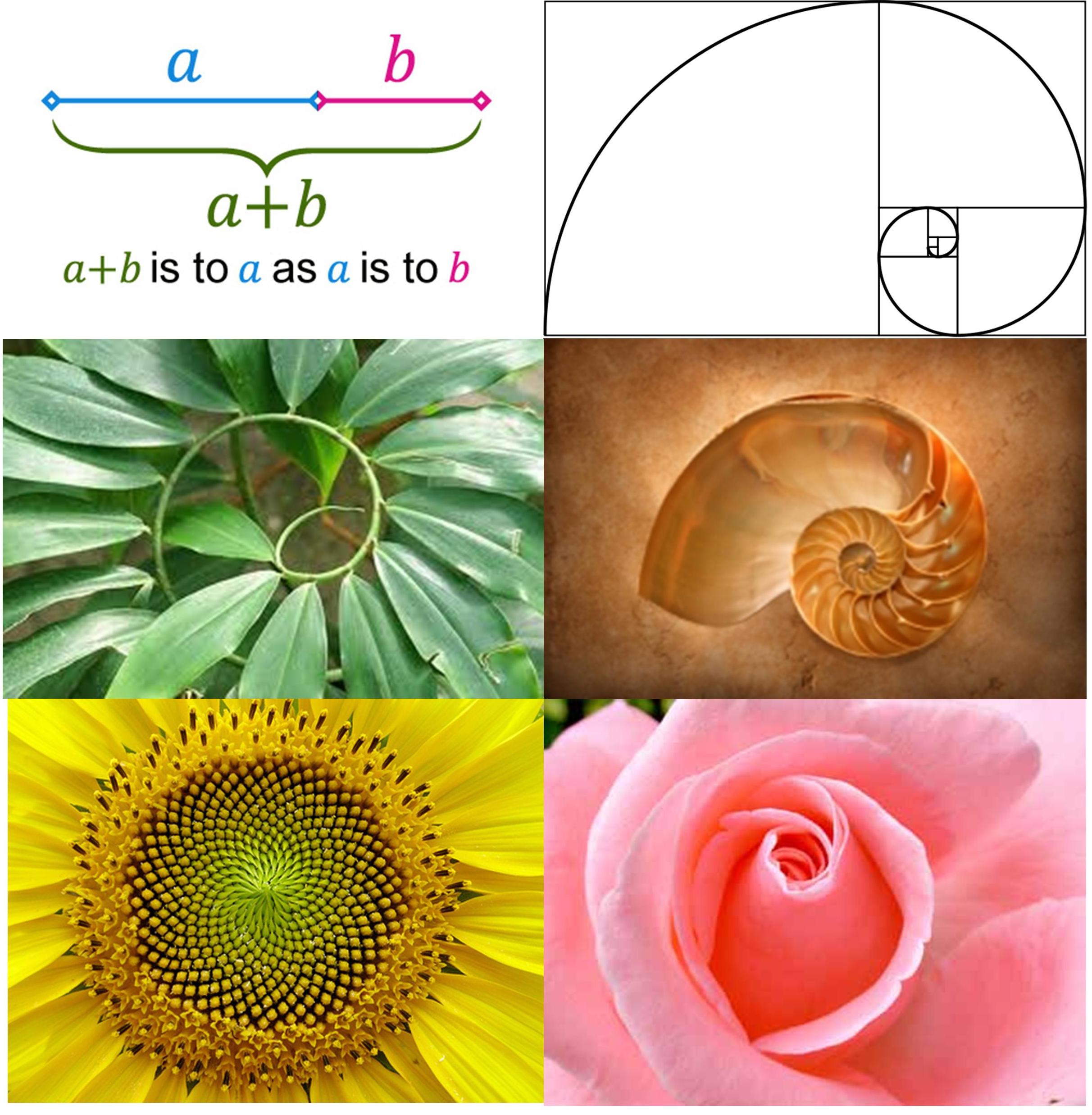 Fractal Brain Theory How To Start A Revolutionary Movement Gestalt Fractal Brain Theory How To Start A Revolutionary Movement Gestalt